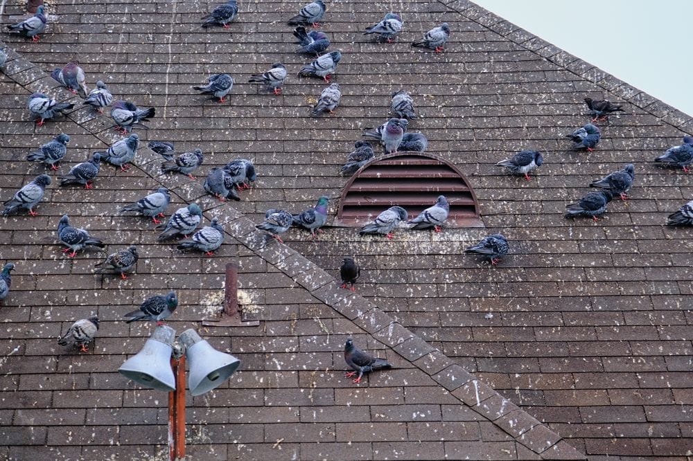 Pesky Animals That Can Damage Your Roof - AZ Valley Roofing